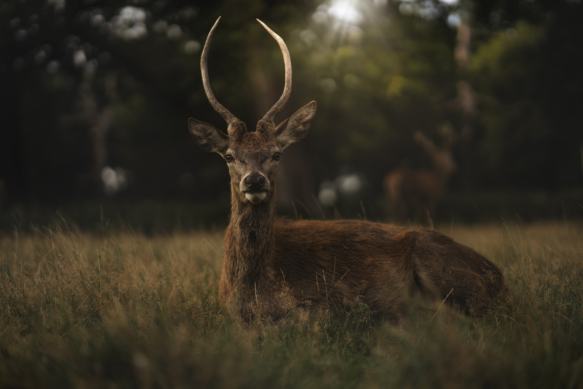 Deer – Primm Farm